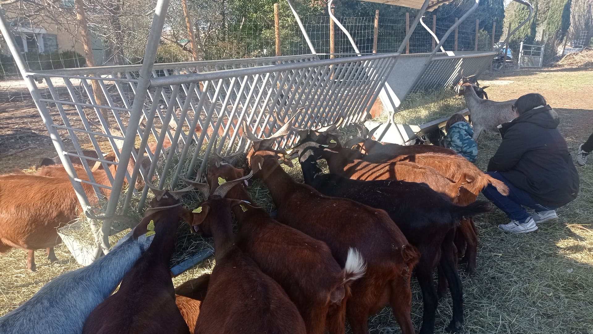 Guided tour - From milking to plate: a day on the farm | Martigues